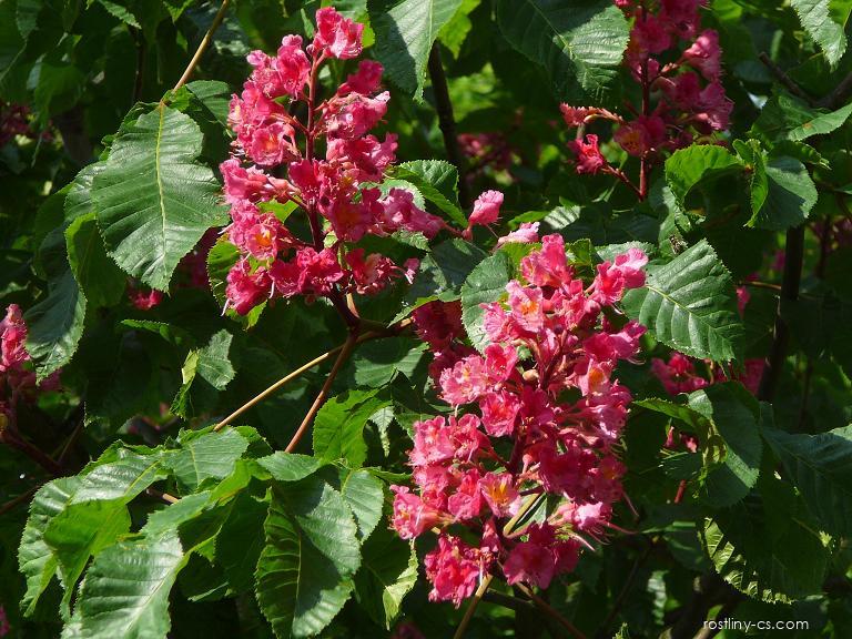 Jírovec pleťový - Aesculus x carnea, květy, květenství | Rostliny-cs.com