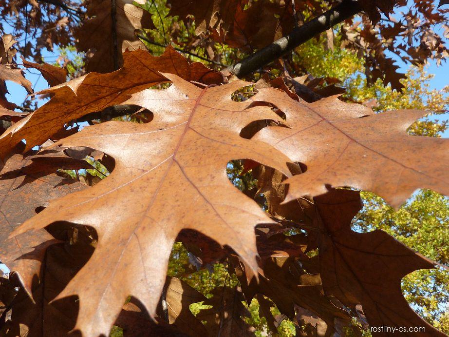 Dub červený - Quercus rubra, listy podzim | Rostliny-cs.com