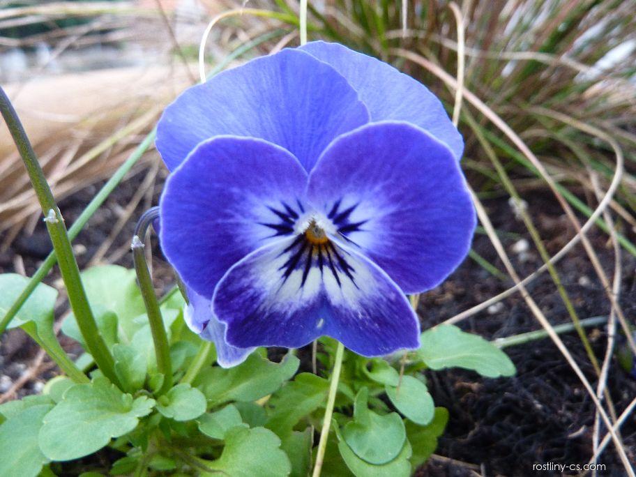 Violka rohatá - Viola cornuta Sorbet Delft Blue, květy, květenství ...