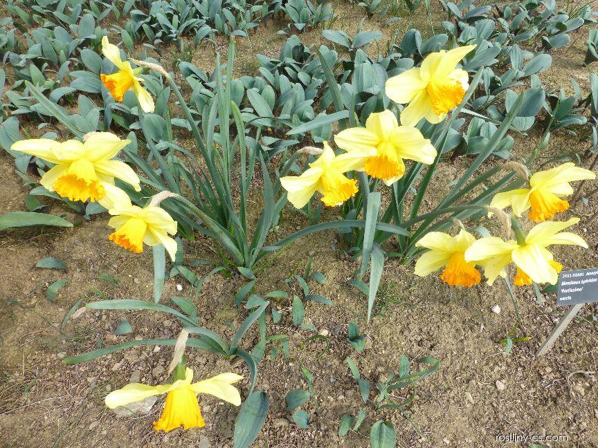 Narcis - Narcissus Fortissimo, rostlina | Rostliny-cs.com