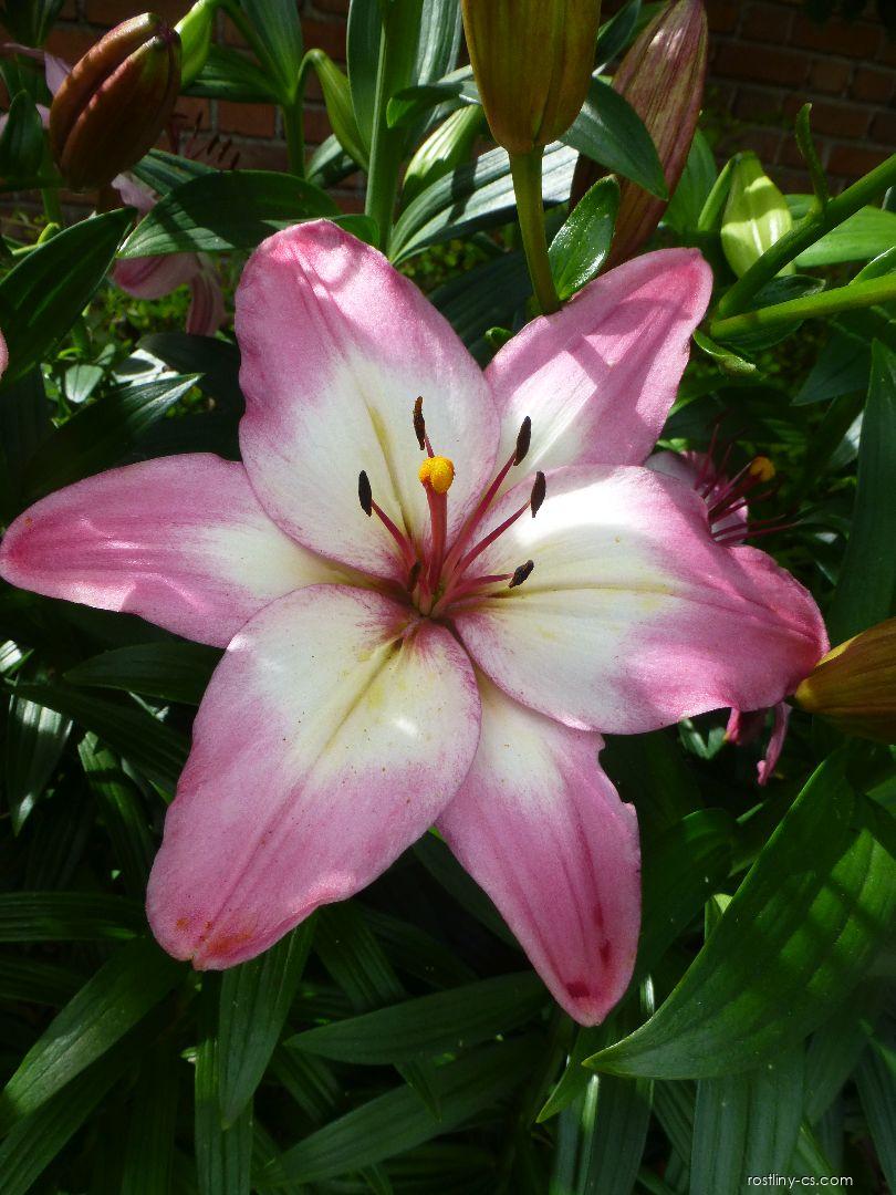 Lilie - Lilium x hybridum Levi, rostlina | Rostliny-cs.com