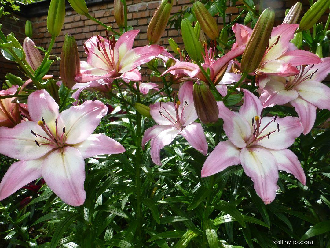 Lilie - Lilium x hybridum Levi, rostlina | Rostliny-cs.com