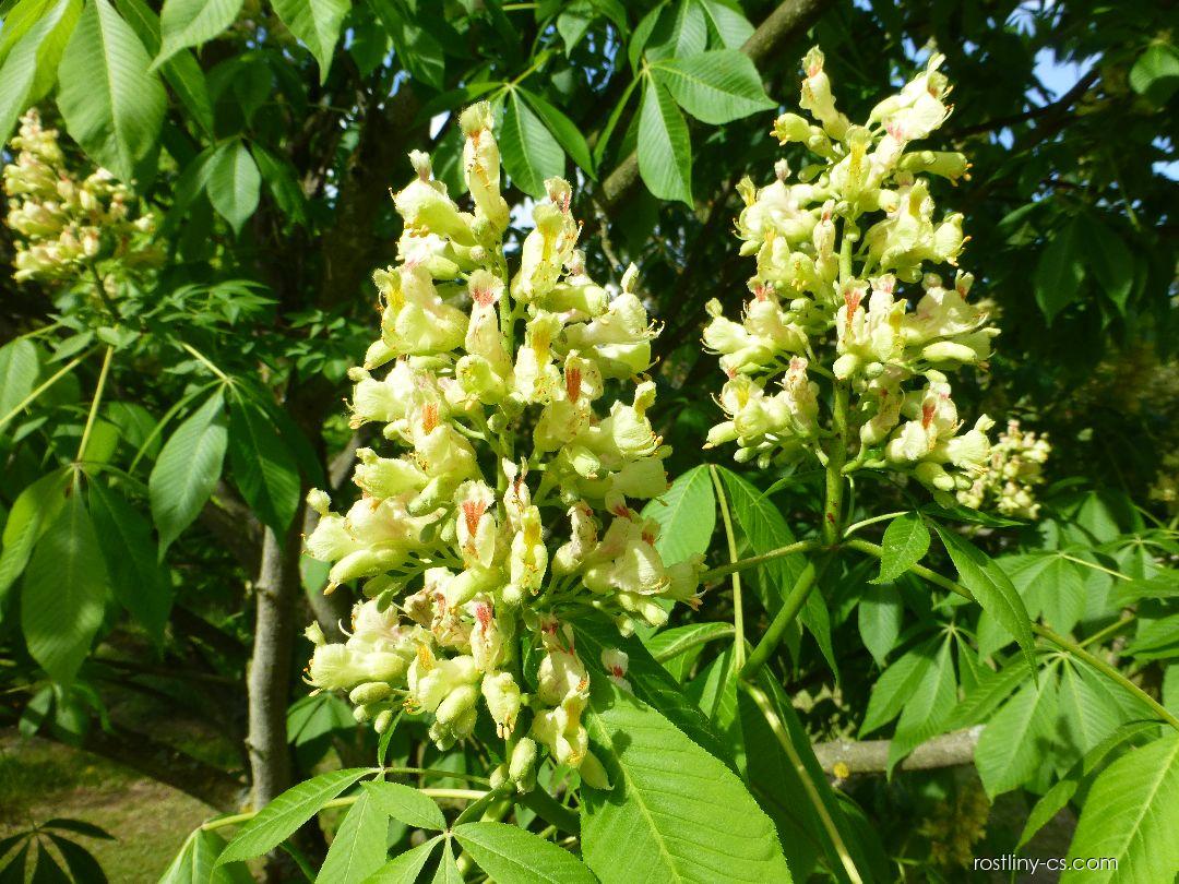 Jírovec zanedbaný - větévka s květy (Aesculus x neglecta) | Rostliny-cs.com