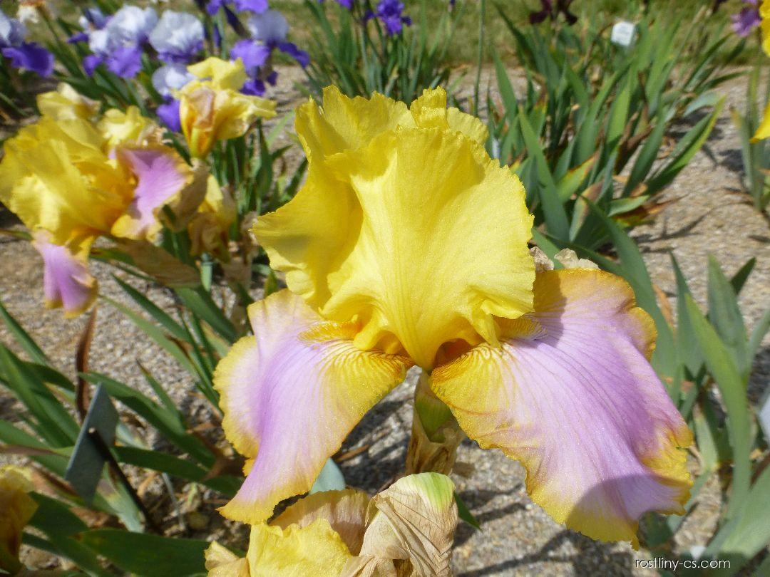 Kosatec zahradní - Iris barbata Sunset Sky, květy, květenství ...