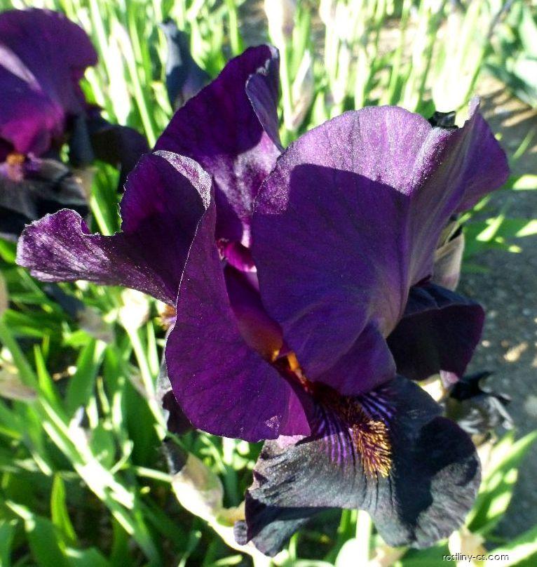 Kosatec zahradní - Iris barbata Sable Night, květy, květenství ...