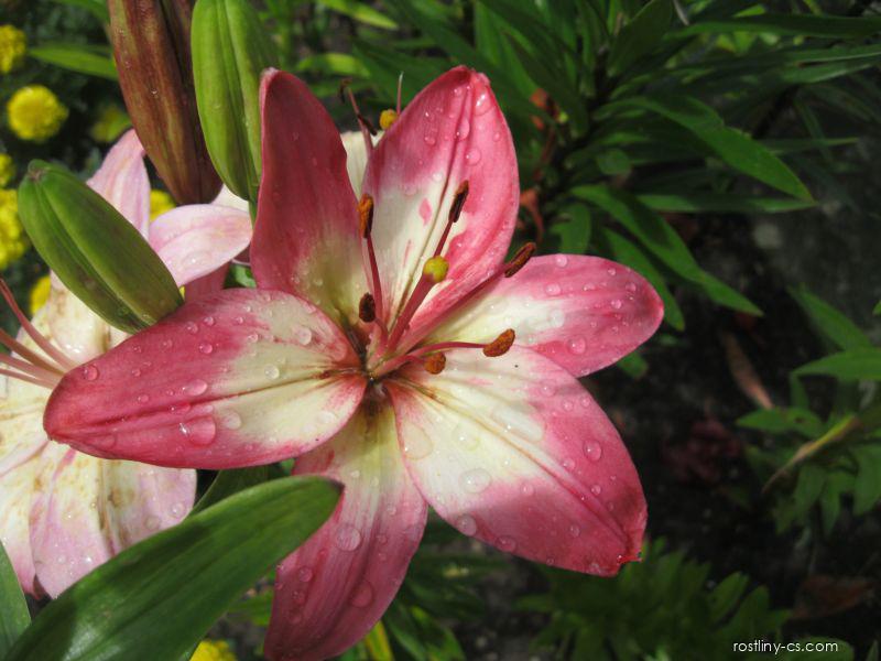 Lilie Levi - Asijské hybridy vysoké (Lilium) | Rostliny-cs.com