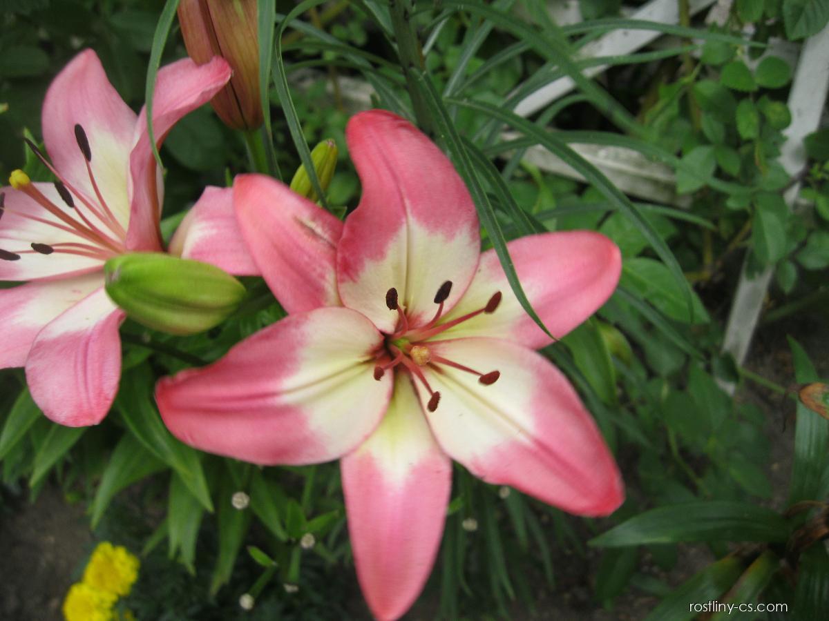Lilie - Lilium x hybridum Levi, květy, květenství | Rostliny-cs.com