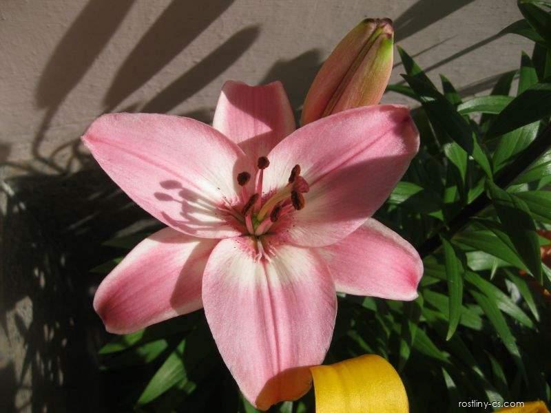 Lilie - Lilium x hybridum Levi, květy, květenství | Rostliny-cs.com