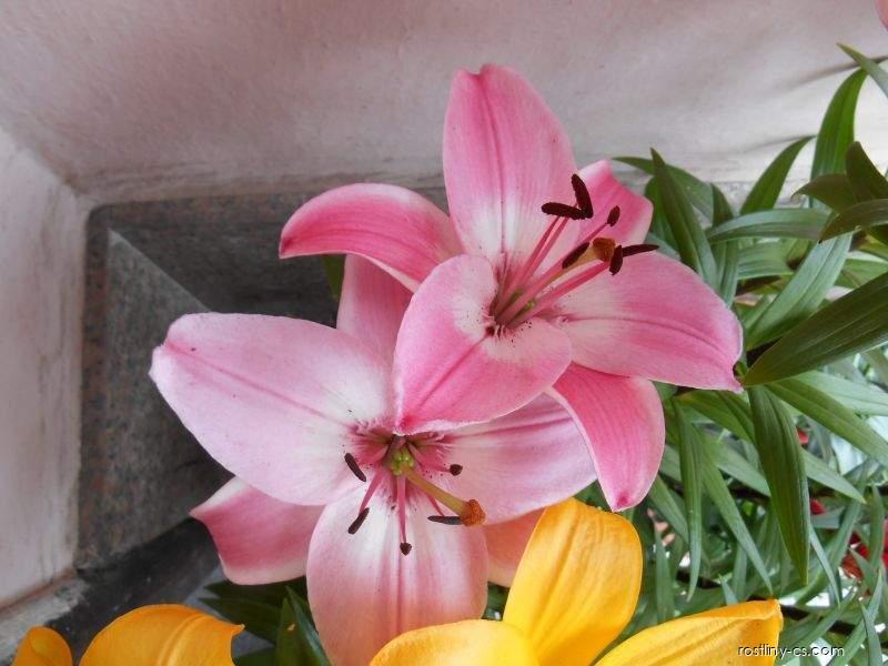 Lilie - Lilium x hybridum Levi, květy, květenství | Rostliny-cs.com