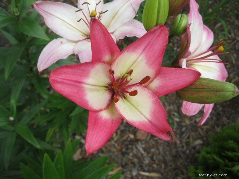 Lilie - Lilium x hybridum Levi, květy, květenství | Rostliny-cs.com