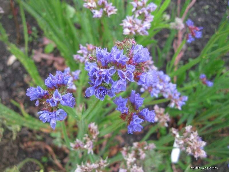 Limonka chobotnatá Pacific Sky Blue (Limonium sinuatum) | Rostliny-cs.com