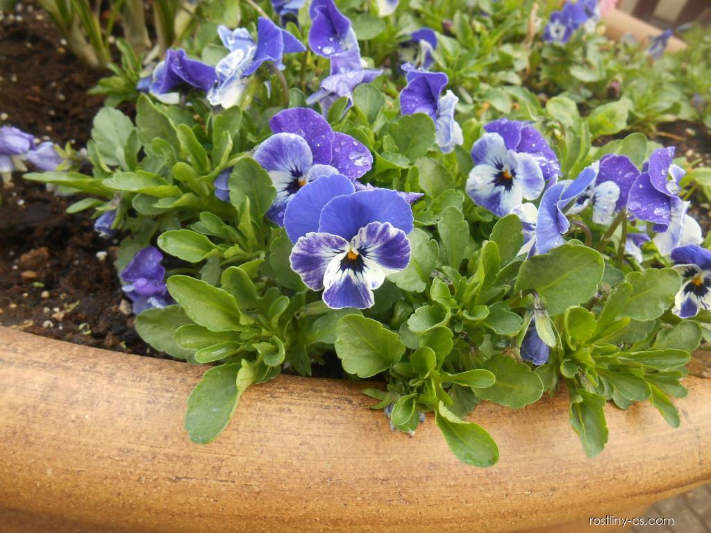 Violka rohatá - Viola cornuta Sorbet Delft Blue, rostlina | Rostliny-cs.com