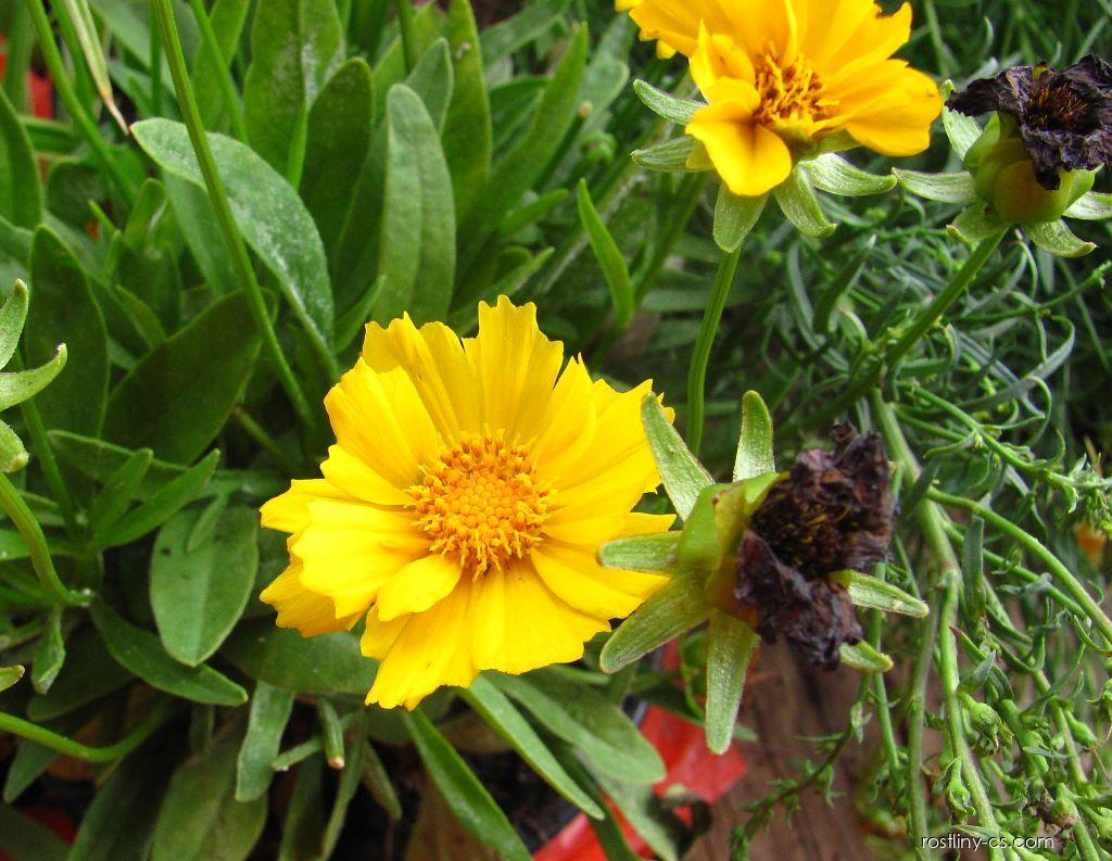 Krásnoočko velkokvěté - Illico (Coreopsis grandiflora) | Rostliny-cs.com